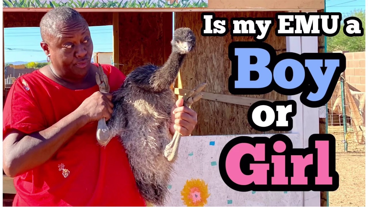 Is My EMU a Girl or Boy? - YouTube