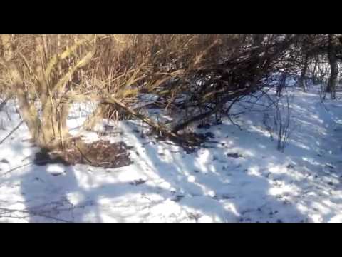 Kuchuk Sungurlar 5 bolum