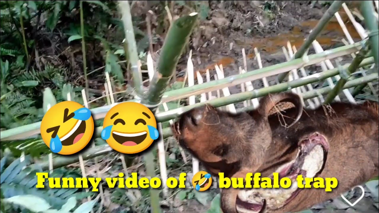 Funny video of buffalo trap🤣😂🐂 - YouTube