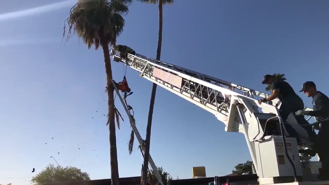 RAW VIDEO: Firefighters rescue man trapped in palm tree - YouTube