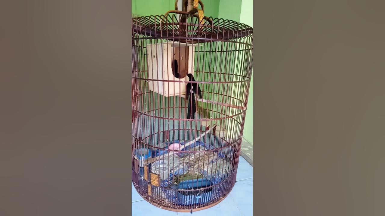 belajar ternak murai sangkar gantung - YouTube
