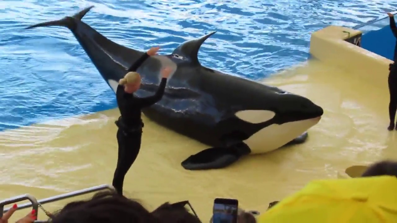 Loro Parque Orca Show August 2018 - YouTube