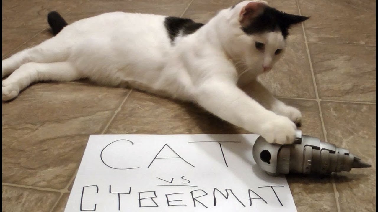 Cat vs. Cybermat - YouTube