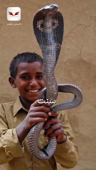 برپایی کلاس‌های آموزشی برای پرورش مار | مارها و آدم‌ها #shorts #مار # ...