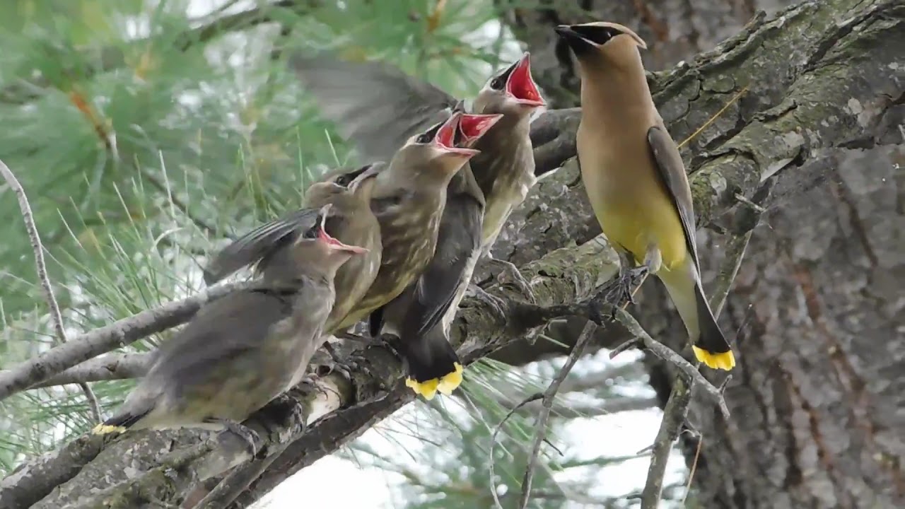 Cedar Waxwing Bird Feeding Babies Part 2 - YouTube