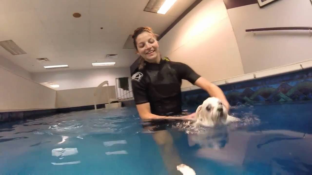 Maltese Dog First Swimming Session - YouTube