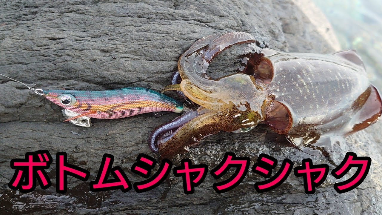 【エギング】開始6分半で釣れるアオリイカにエギングシーズンの到来を感じる - YouTube