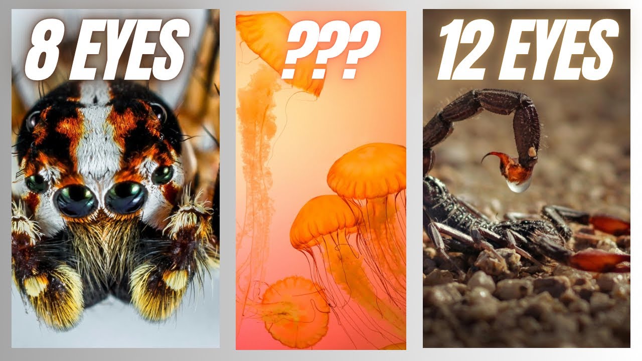 Creatures with More Than Two Eyes: Nature's Amazing Designs | Energetic ...