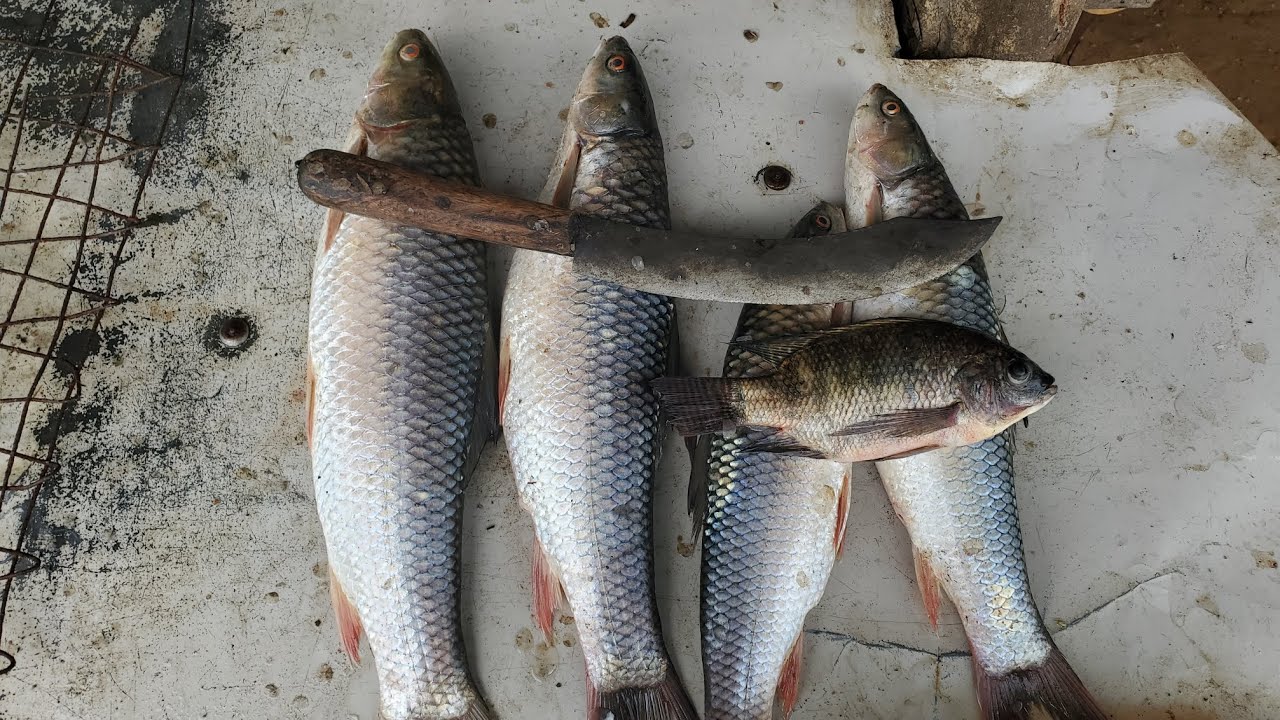 Mastering "THILAPIA" Fish🐟 Cutting: Tips & Tricks From the Fish Market ...