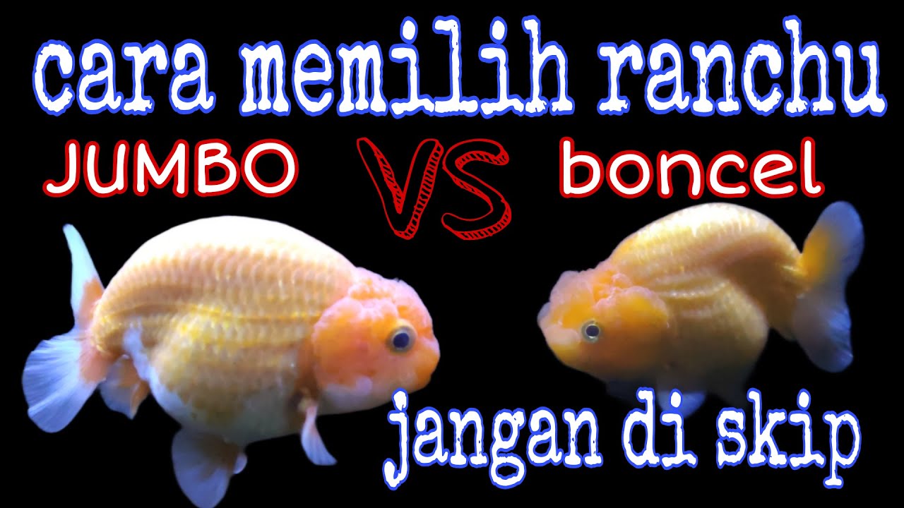 Cara memilih ranchu yang benar dan bisa jumbo - YouTube