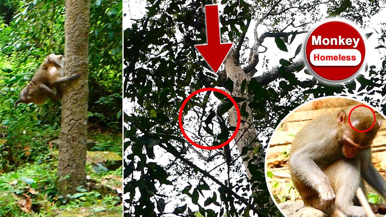 P.i.t.y to Dory so much! This monkey tried to do something to her on ...