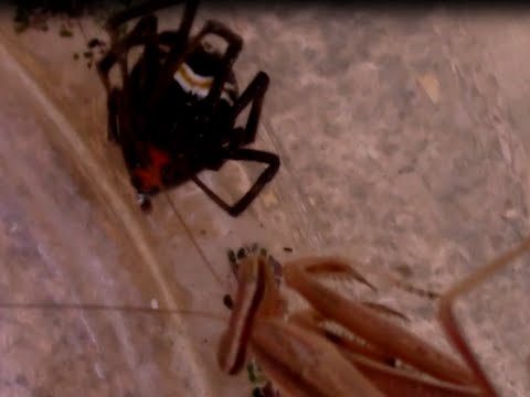 praying mantis vs dying black widow - easy prey - YouTube