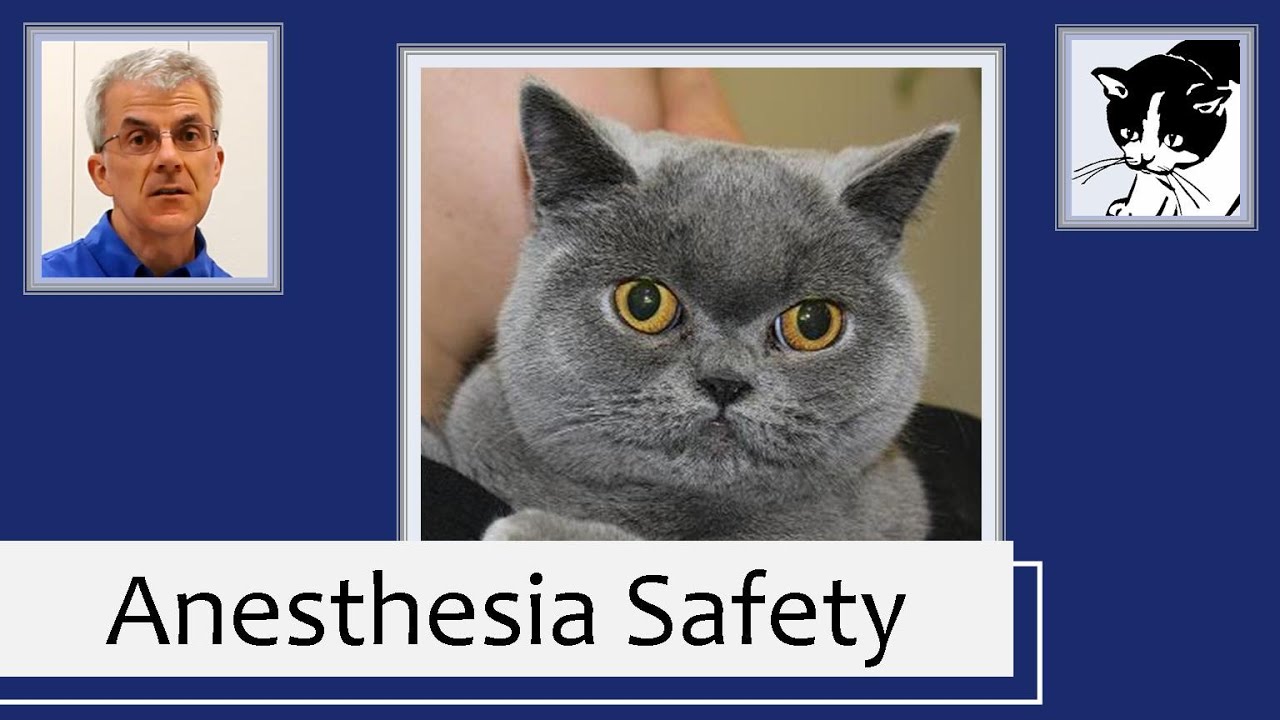 Feline Anesthesia Safety (2012) - YouTube