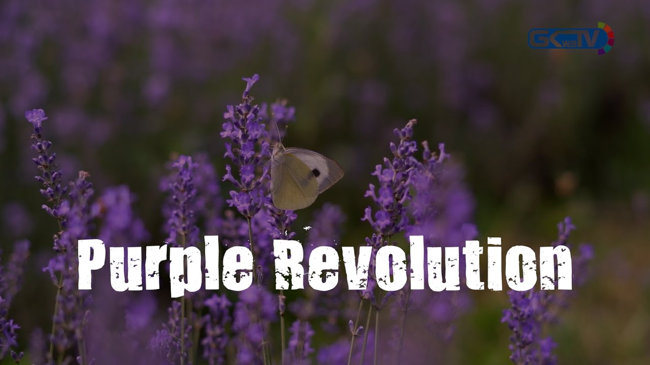 Purple Revolution - YouTube