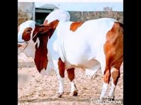 INA BABA COULIBALY