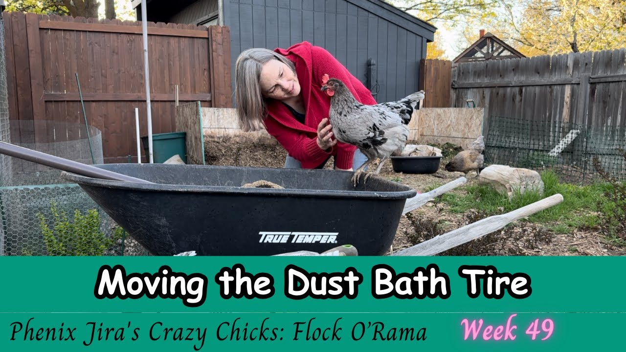 Old Tire Used as a Chicken Dust Bath - YouTube