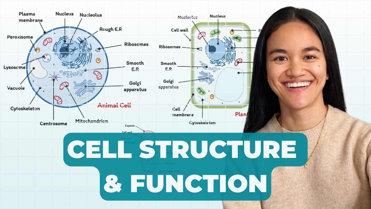 Cellular Structure And Function