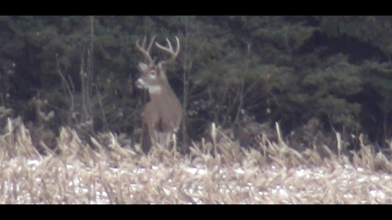 Deer Hunting Minnesota (Lahu) 2019 - YouTube