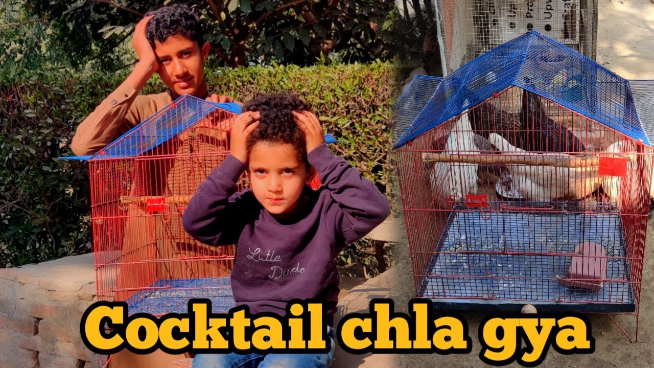 Good bye cocktail | Trios Pets - YouTube