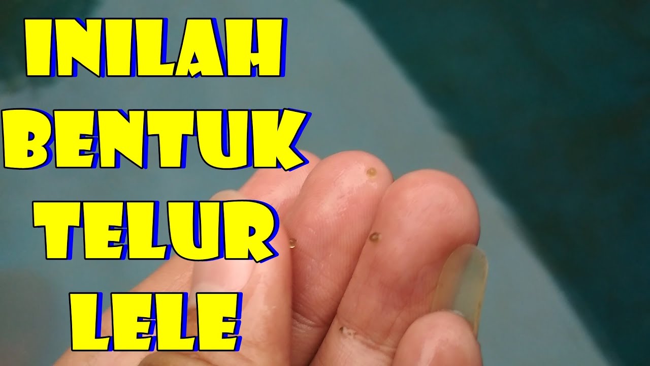 Bangun Pagi Untuk Melihat Telur-Telur Lele Hasil Pemijahan Kemarin #2 ...