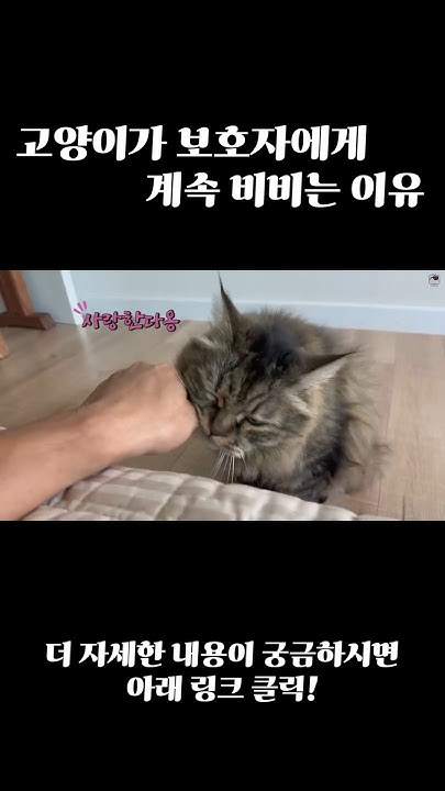 고양이가 계속 비비는 행동을 하는 이유 Youtube