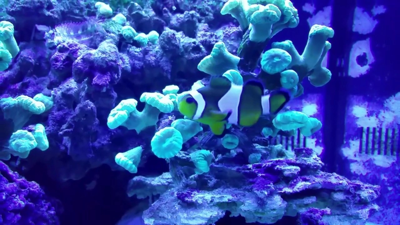 Clown Fish Rave Party - YouTube