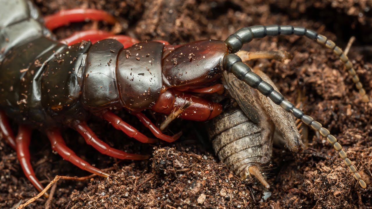 Cormocephalus nitidus. Beautiful little centipede. - YouTube
