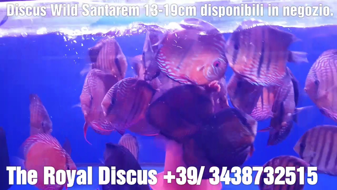 Feeding our wild discus from Santarem - YouTube
