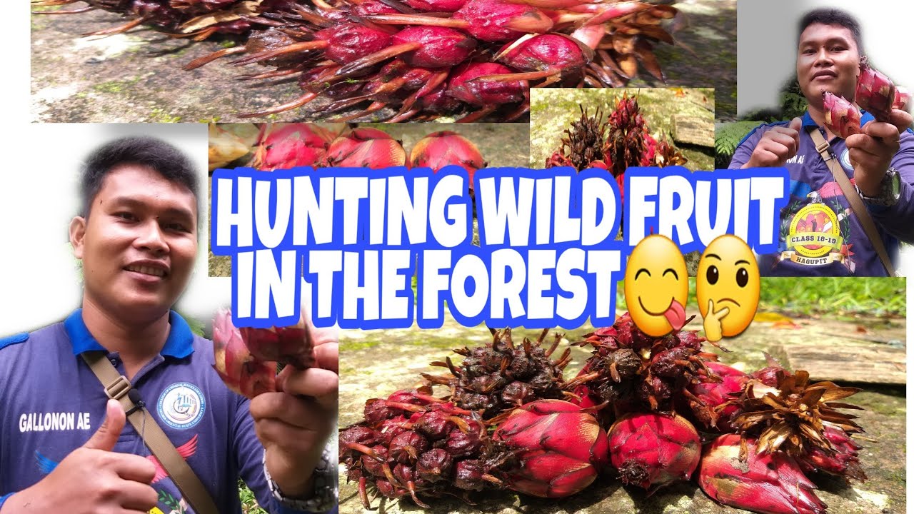 Vlog#3. Hunting fruits in the wild. Prutas na first time mong makikita ...