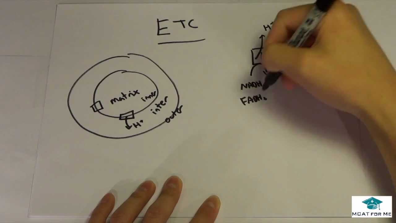 Glycolysis, Fermentation, PDC, TCA, ETC Review (MCAT) - YouTube