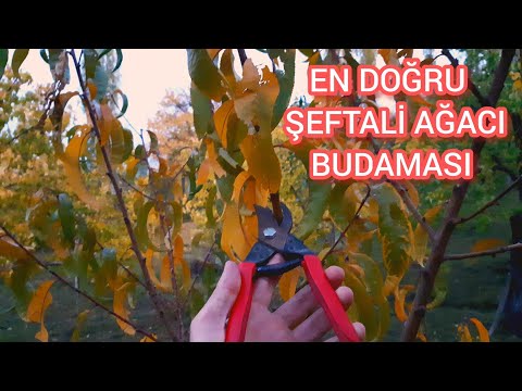 En Doğru Şeftali Ağacı Verim Ve Şekil Budaması Nasıl Yapılır🍑 Mükemmel Budama Oldu✂️ Ağaç Budaması 🌳