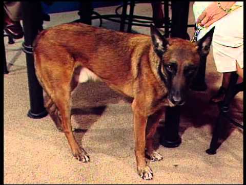 Desert Drug Dog Dargo AZTV 6.2.11.avi - YouTube
