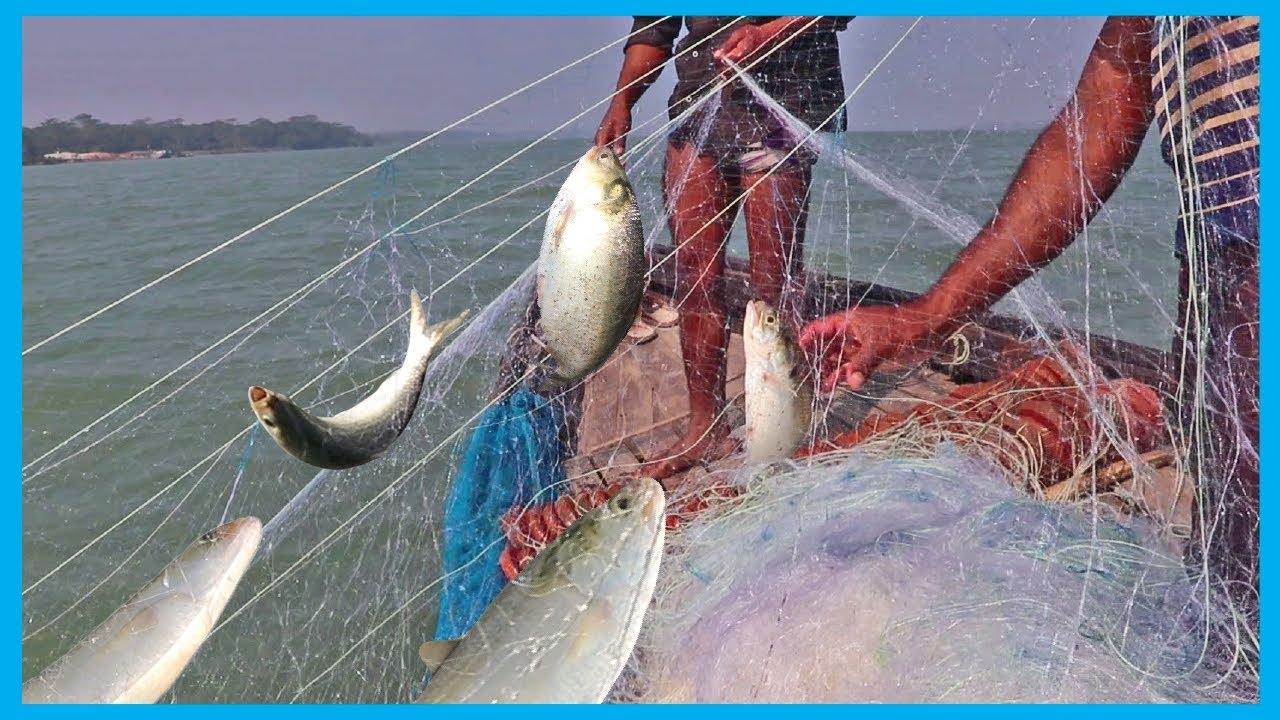Amazing Fast Hilsa Fishing Skill (PART 132) - Catching Hilsa Fish Big ...