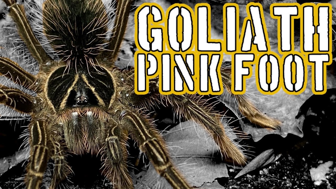 Goliath pink Foot & Cuban roaches #inverts #tarantula #spiders - YouTube