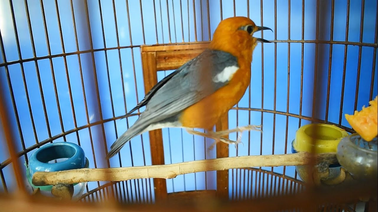 Burung ANIS MERAH Yang Lemas Pasti Ikut Bersenandung Gacor Merangsang ...