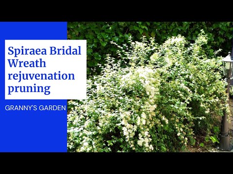 How can the bride shrub be pruned for optimal growth and beauty?