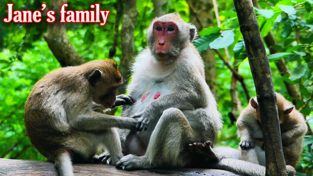 Jazzy's behavior caught n_ipplee till mother takes hand outt while Jonna stay behind Jane - YouTube