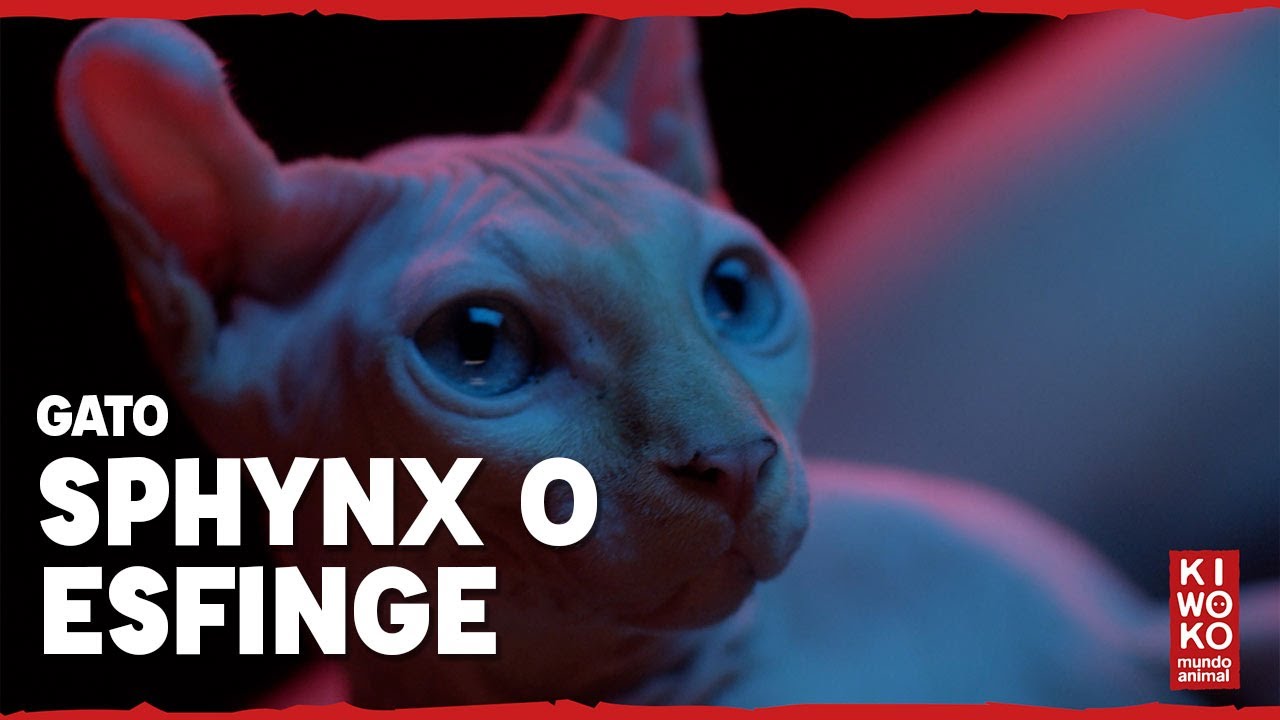 Gato Egipcio o Sphynx 🐱【Gato sin pelo】😻 - YouTube
