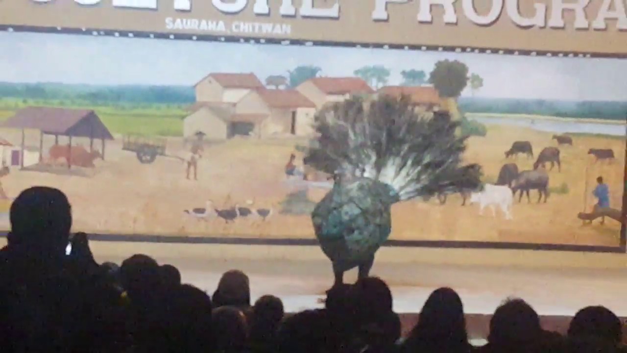 Mayur Nach (peacock dance)- Tharu cultural dance - YouTube