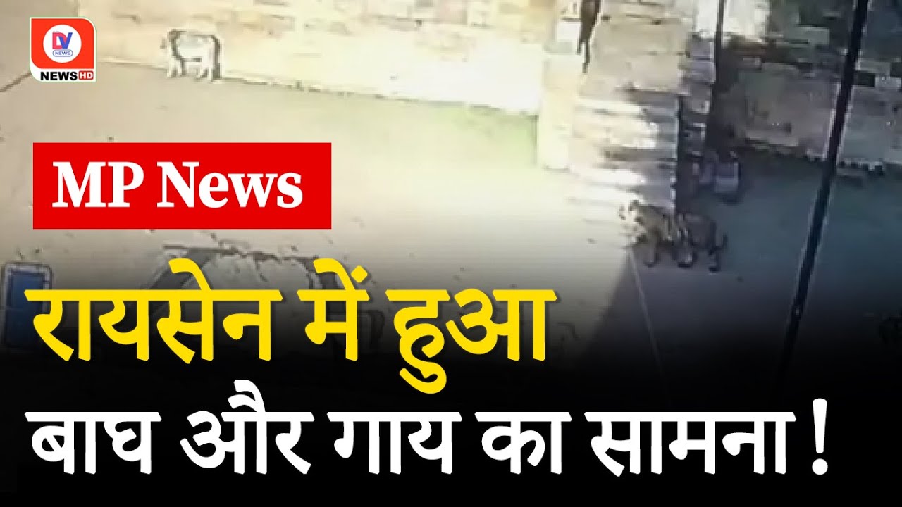 Raisen MP: भोलेनाथ का चमत्कार! गाय को देख उल्टे पैर लौटा बाघ, सीसीटीवी ...