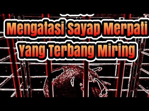 Part I - Solusi mengobati dan mengatasi merpati tiba-tiba tidak bisa terbang (sayap terbang miring)