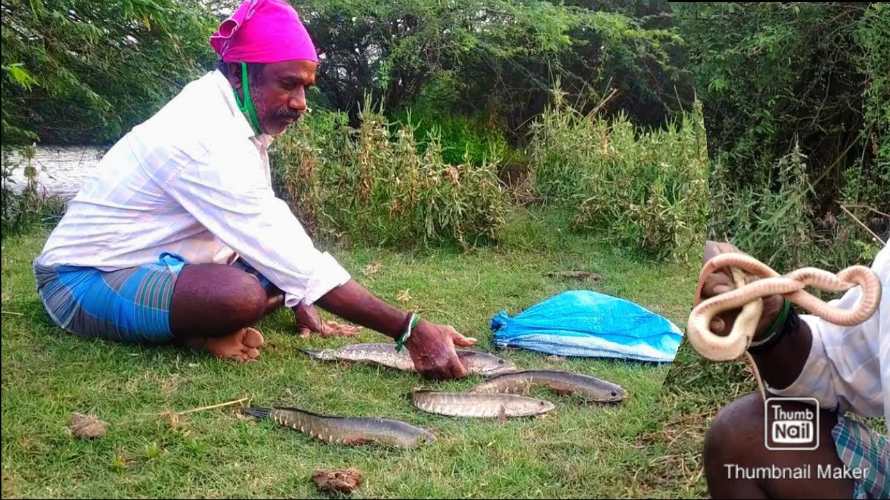 OMG!😱 Again Catching BIG WHITE Color Murrel Fish🤩 | Old Man VS Snake🐍 ...