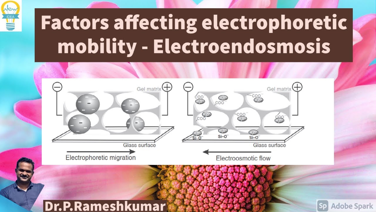 Electrophoretic mobility I Factors affecting electrophoretic mobility I ...