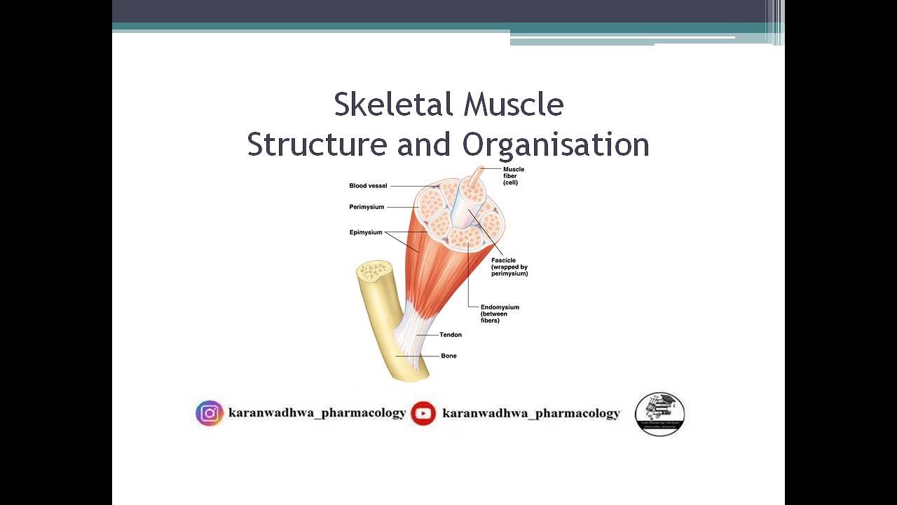 Muscular System | Skeletal Muscle | Part 2| Structure and Organisation ...