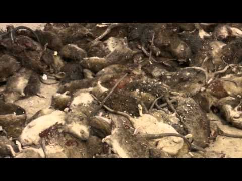 Ratting HD kill count 713 dead rats!!! WARNING - graphic scenes of pest ...
