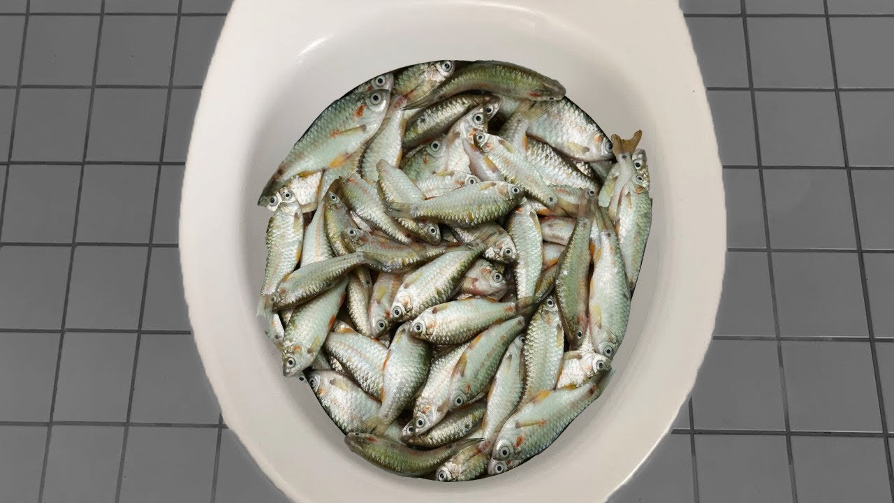 EXPERIMENT - Will 100 FISH Flush? - YouTube