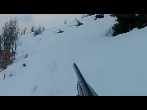 KEKLİK AVI- NET VURUŞ- PARTRİDGE HUNT  KURZAAR KINALI FERMA охота на куропатку