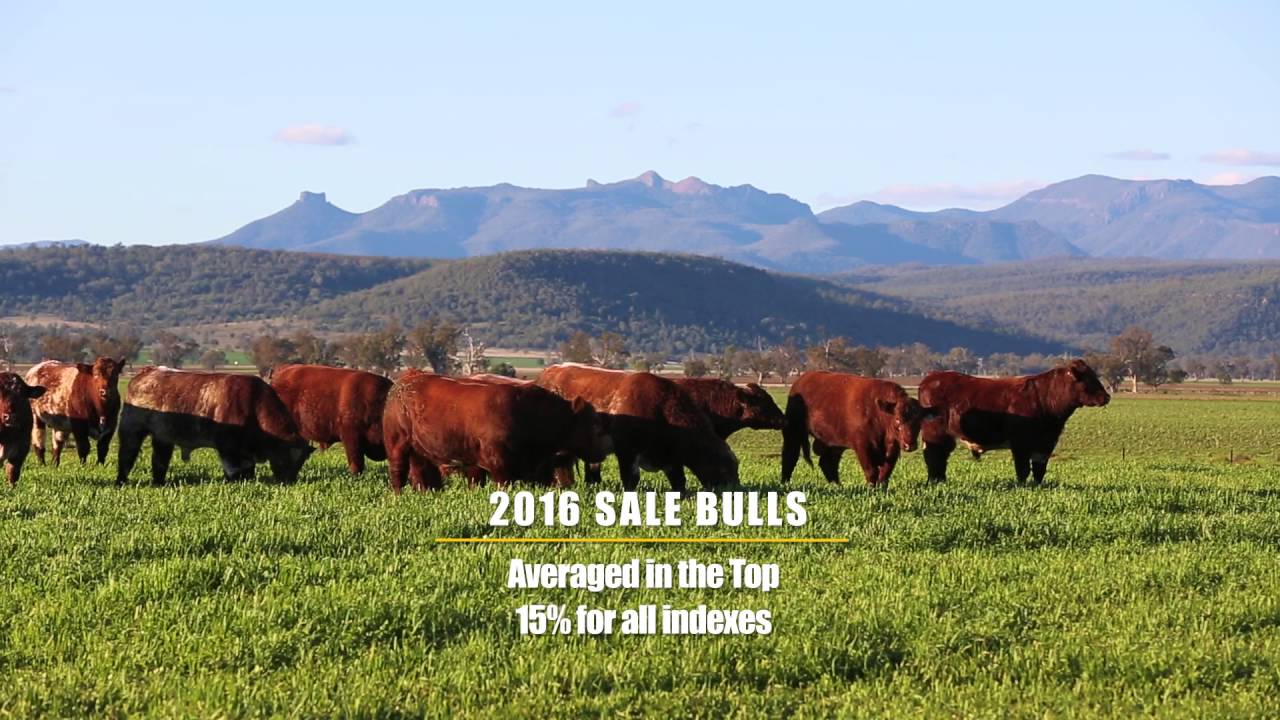 2016 MA Beef Bull Sale Preview - YouTube