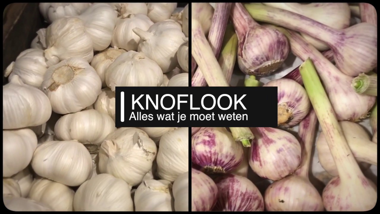 Knoflook: alles wat je moet weten - YouTube