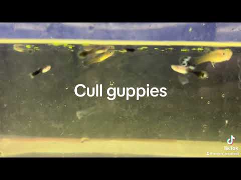 Cull guppies - YouTube